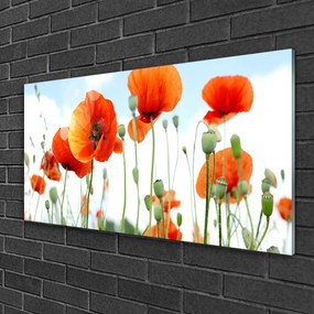 Obraz na skle Květiny Máky Louka Pole Příroda 120x60 cm