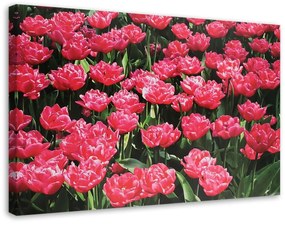 Obraz na plátně Růžové tulipány Květiny - 100x70 cm