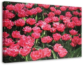 Obraz na plátně Růžové tulipány Květiny - 90x60 cm