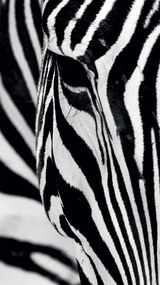 Foto závěs Zebra, 140x245cm, FCSL 7519