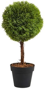 FLORISTA Zimostráz v květináči 35 cm