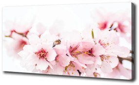 Wallmuralia Moderní obraz canvas na rámu Květy višně 100x50