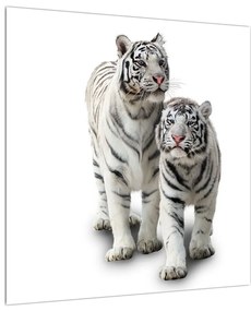 Obraz bílého tygra (50x50 cm)