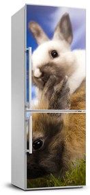 Wallmuralia Foto tapeta na ledničku Dva králíci 60x180 cm