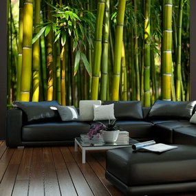 Fototapeta - Asijský bambusový les 400x309 + zdarma lepidlo