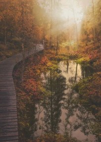 Umělecká fotografie Magical forest with sunrise sunbeams lighting, Milamai, (30 x 40 cm)