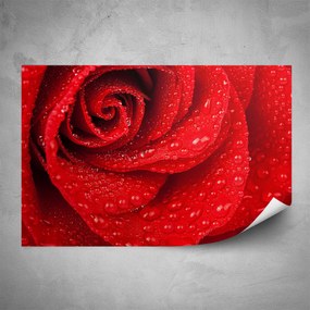 Plakát - Detail růže (60x40 cm) - PopyDesign