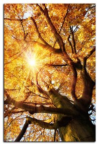 Obraz na plátně - Slunce přes větve stromu - obdélník 7240A (100x70 cm)