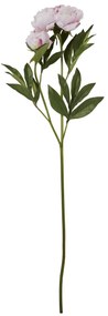 Pivoňka (Paeonia) růžová s poupětem, 85 cm