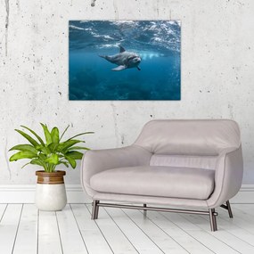 Skleněný obraz - Delfín pod hladinou (70x50 cm)