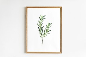 Plakát BYLINKA A4 - výběr bylinek Druh bylinky: eukalyptus