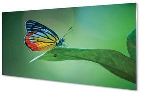 akrylový obraz Barevný motýl křídlo 120x60 cm