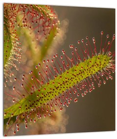 Obraz rostliny (30x30 cm)