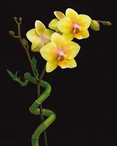 Blooming yellow orchid and bamboo - 40 x 50 cm