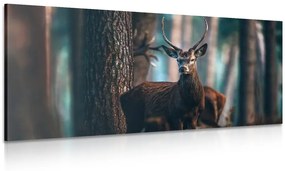 Obraz jelen v lese Varianta: 100x50
