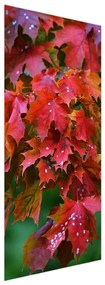 Fototapeta na dveře - podzimní listí (95x205cm)