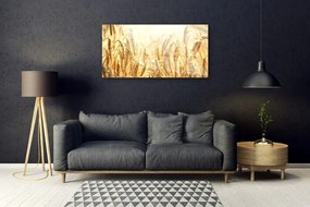 Plexisklo-obraz Obilí Pole Klasy Příroda 100x50 cm