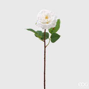 Růže Alma Olis H48 Bílá