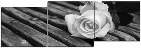 Obraz na plátně - Bílá růže na lavici - panoráma 5224QE (90x30 cm)