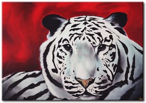 Obraz Bílý tygr