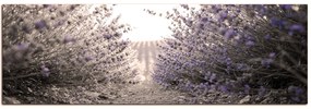 Obraz na plátně - Stezka mezi levanduloví keři - panoráma 566FA (120x45 cm)