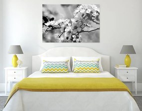 Obraz třešňový květ v černobílém provedení Varianta: 90x60