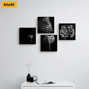 Set obrazů zvířata v černobílém stylu - 4x 60x60 cm