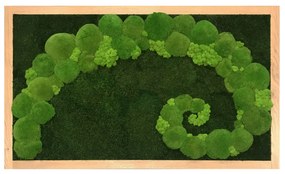 WOODILO Mechový obraz v  rámu z masivu Zlatý řez | kombinace mechů Rozměr obrazu: 100x58 cm, Barva rámu: Odstín ořech (namořené borovicové dřevo)