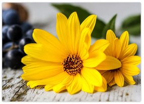 Obraz žlutých květů (70x50 cm)