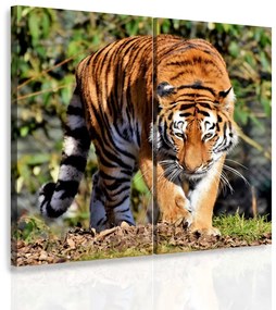 Malvis ® Vícedílný obraz - Tygr Velikost: 60x60 cm