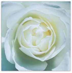 Gario Obraz na plátně Střed bílé růže Rozměry: 30 x 30 cm
