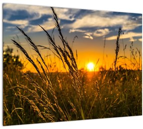 Skleněný obraz pole při západu slunce (70x50 cm)