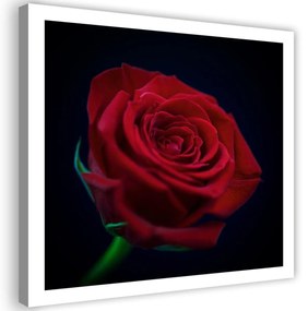 Obraz na plátně Červená růže Květina - 40x40 cm