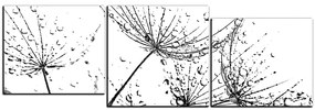 Obraz na plátně - Pampelišková semínka s kapkami vody - panoráma 5202QE (90x30 cm)