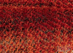 Breno Kusový koberec XENON 70/CC8R, 67x120 cm, Červená/Vícebarevné