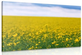 Obraz žluté pole