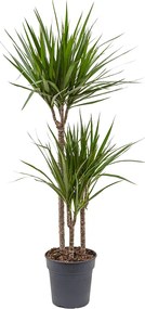 Pokojová rostlina Dracaena marginata, průměr 24 cm