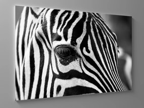 Liox Černobílý obraz detail zebra Rozměr: 100 x 65 cm