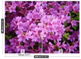 Fototapeta Rhododendron růžový 104x70