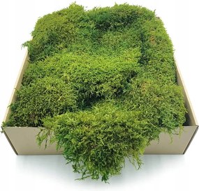 Plochy mech flat moss světle zelená natural 200g Swe