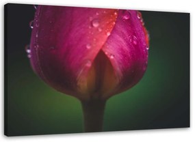 Obraz na plátně Tulipán Květ růžový - 90x60 cm