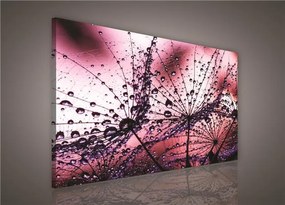 Obraz na plátně ranní rosa růžová 100 x 75 cm