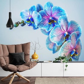 Fototapeta Barevná Orchideje Strukturální vinyl 104x70.5