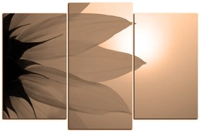 Obraz na plátně - Slunečnice květ 1201FC (135x90 cm)