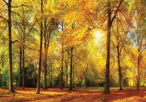 Postershop Fototapeta vliesová: Spadané listí v lese - 184x254 cm