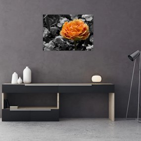 Obraz květu (70x50 cm)