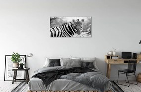 Obraz na skle retro zebra 120x60 cm