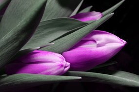 Malvis ® Obraz na plátně Fialové tulipány Velikost (šířka x výška): 150x100 cm
