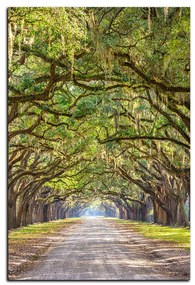 Obraz na plátně - Historické dubové stromy lemované polní cestou - obdélník 7239A (100x70 cm)