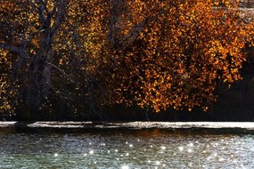 Obraz odraz listí v jezeře Varianta: 60x40